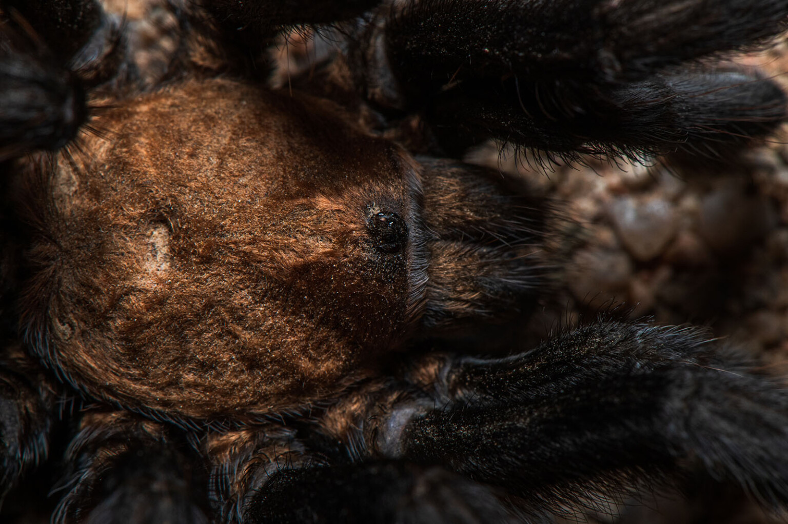 Photos of the Tarantula Migration Through a Small Town in Colorado ...