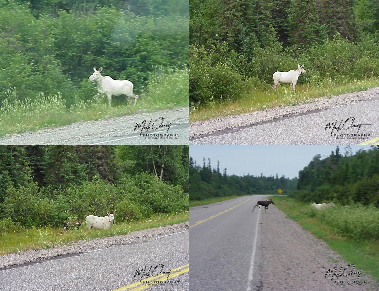 Photographer Captures Rare 'Spirit Moose' on Trail Camera | PetaPixel
