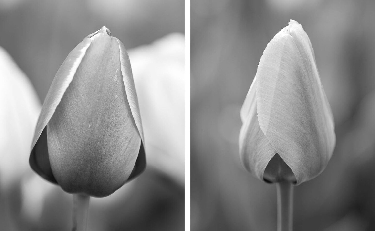 Pentax K-3 III Monochrome Review: A DSLR Just for B&W Photo Lovers ...