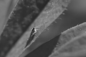 Pentax K-3 III Monochrome Review: A DSLR Just for B&W Photo Lovers ...