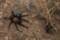 Photos of the Tarantula Migration Through a Small Town in Colorado ...