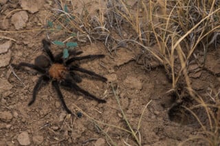 Photos of the Tarantula Migration Through a Small Town in Colorado ...