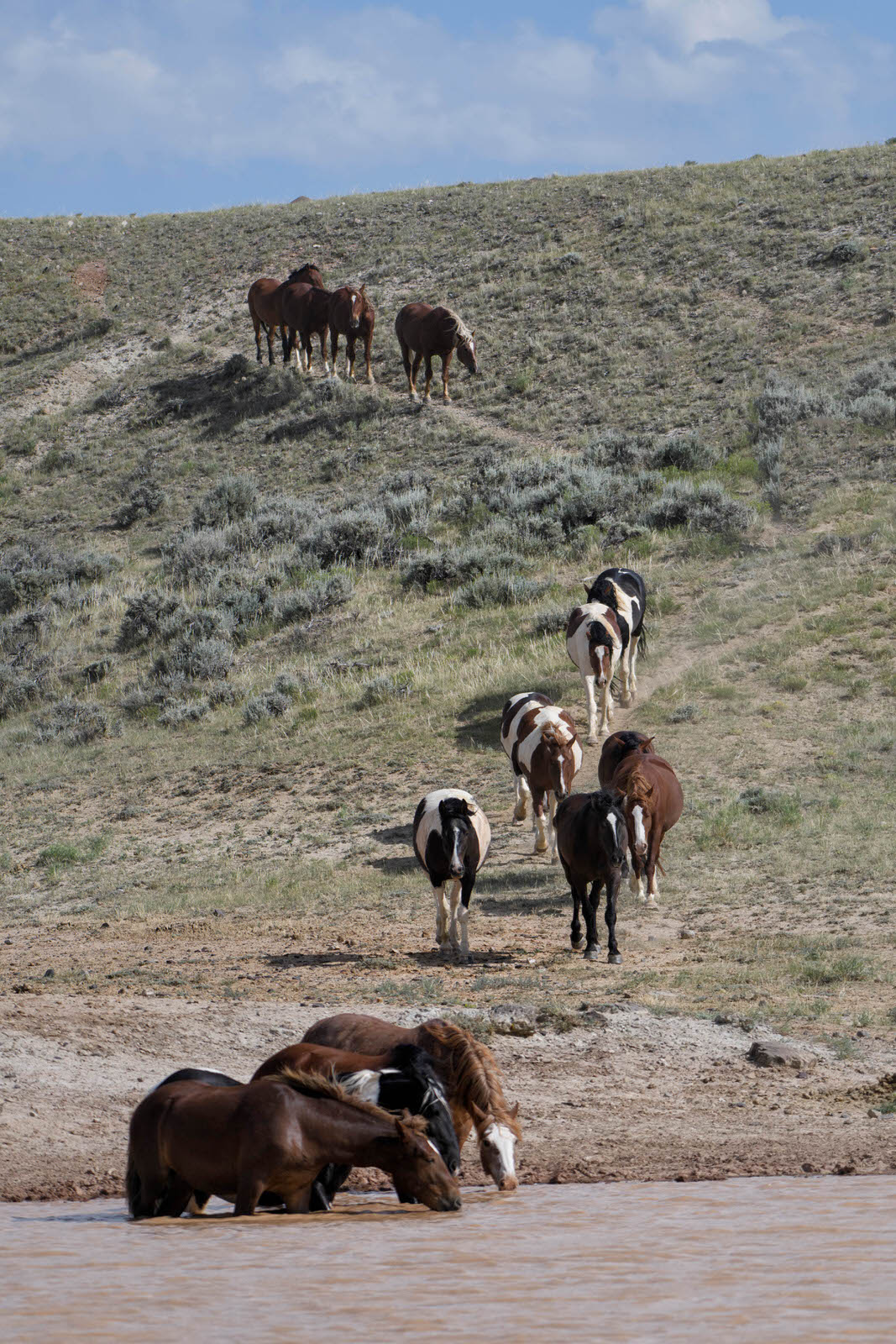 How to Find and Photograph Wild Horses in the US | PetaPixel
