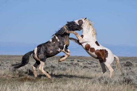 How to Find and Photograph Wild Horses in the US | PetaPixel
