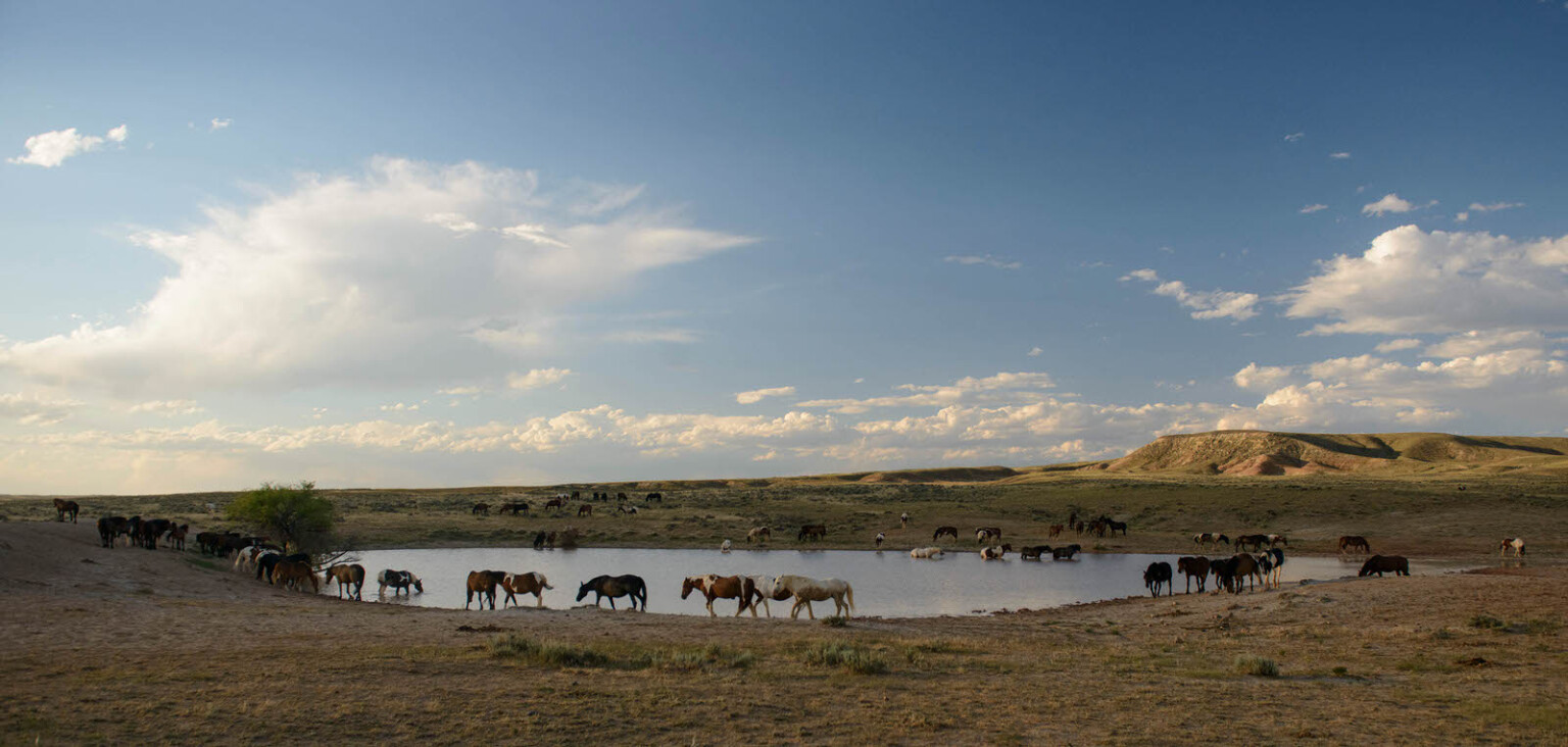 How to Find and Photograph Wild Horses in the US | PetaPixel
