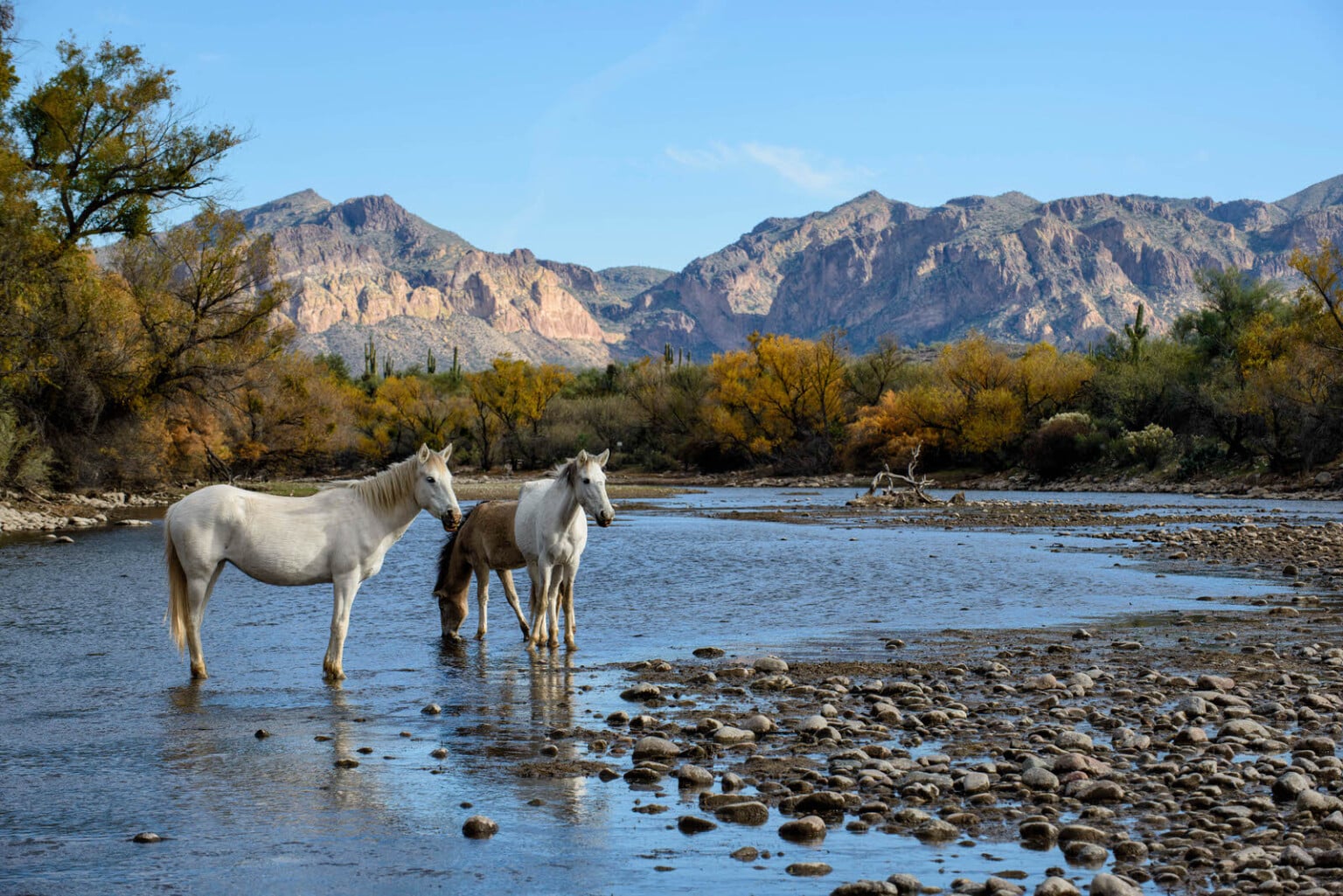 How to Find and Photograph Wild Horses in the US | PetaPixel