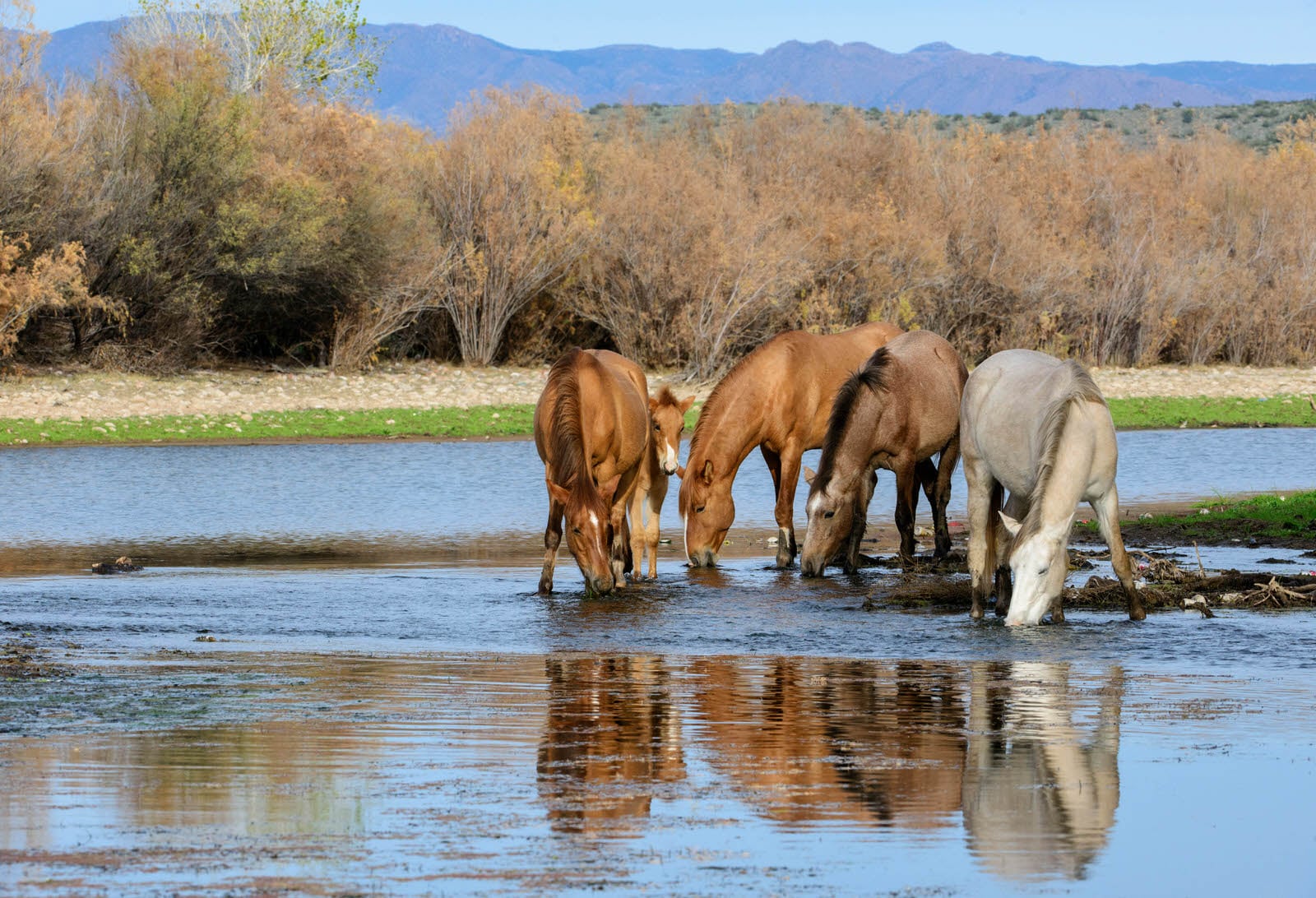 How to Find and Photograph Wild Horses in the US | PetaPixel