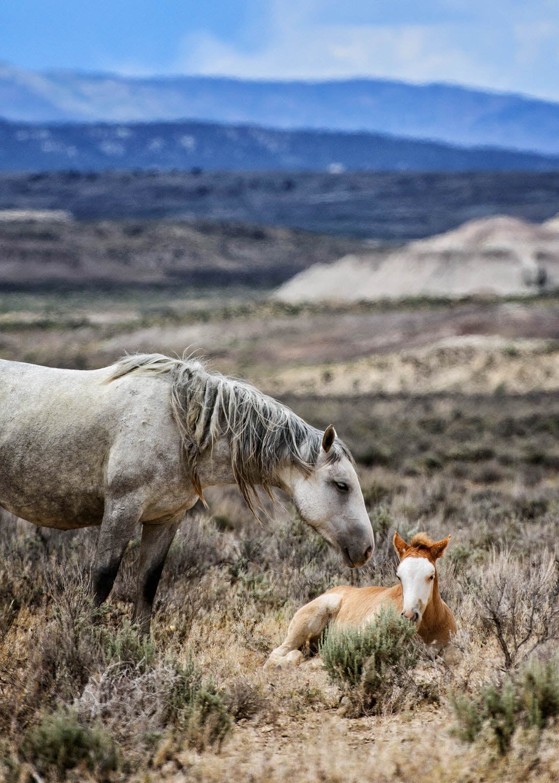 How to Find and Photograph Wild Horses in the US | PetaPixel