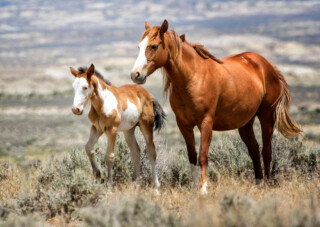 How to Find and Photograph Wild Horses in the US | PetaPixel