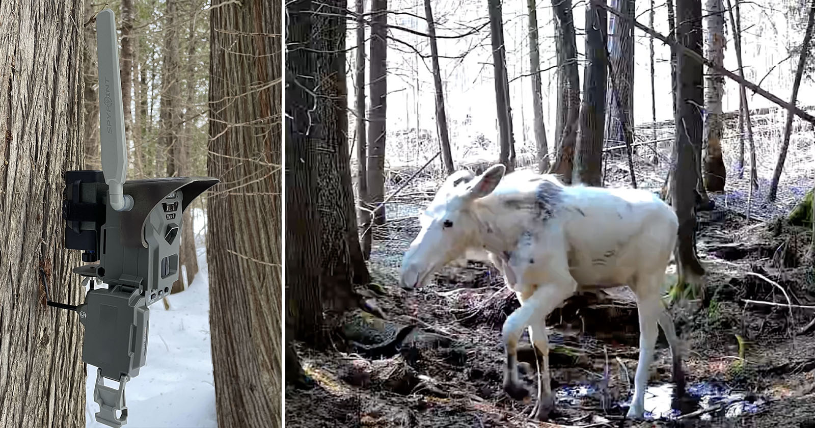 Photographer Captures Rare 'Spirit Moose' on Trail Camera | PetaPixel