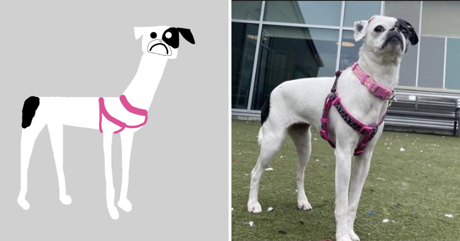 Animal Shelter's 'Camera Broke' So It Used Drawings to Inspire Adoption ...