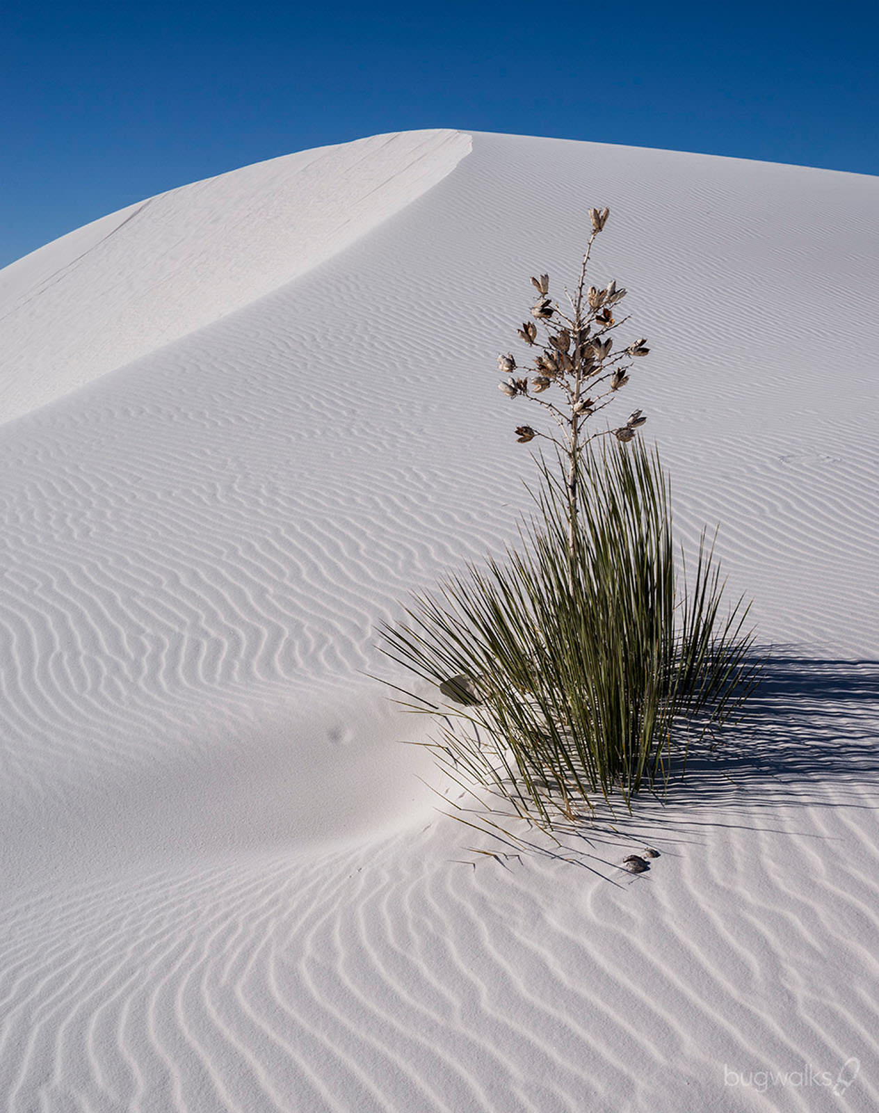 Chasing the Light at White Sands National Park | PetaPixel