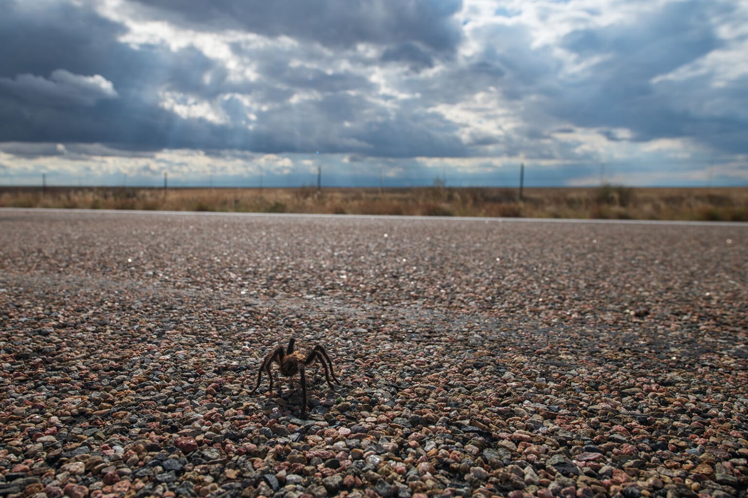 Photos of the Tarantula Migration Through a Small Town in Colorado ...