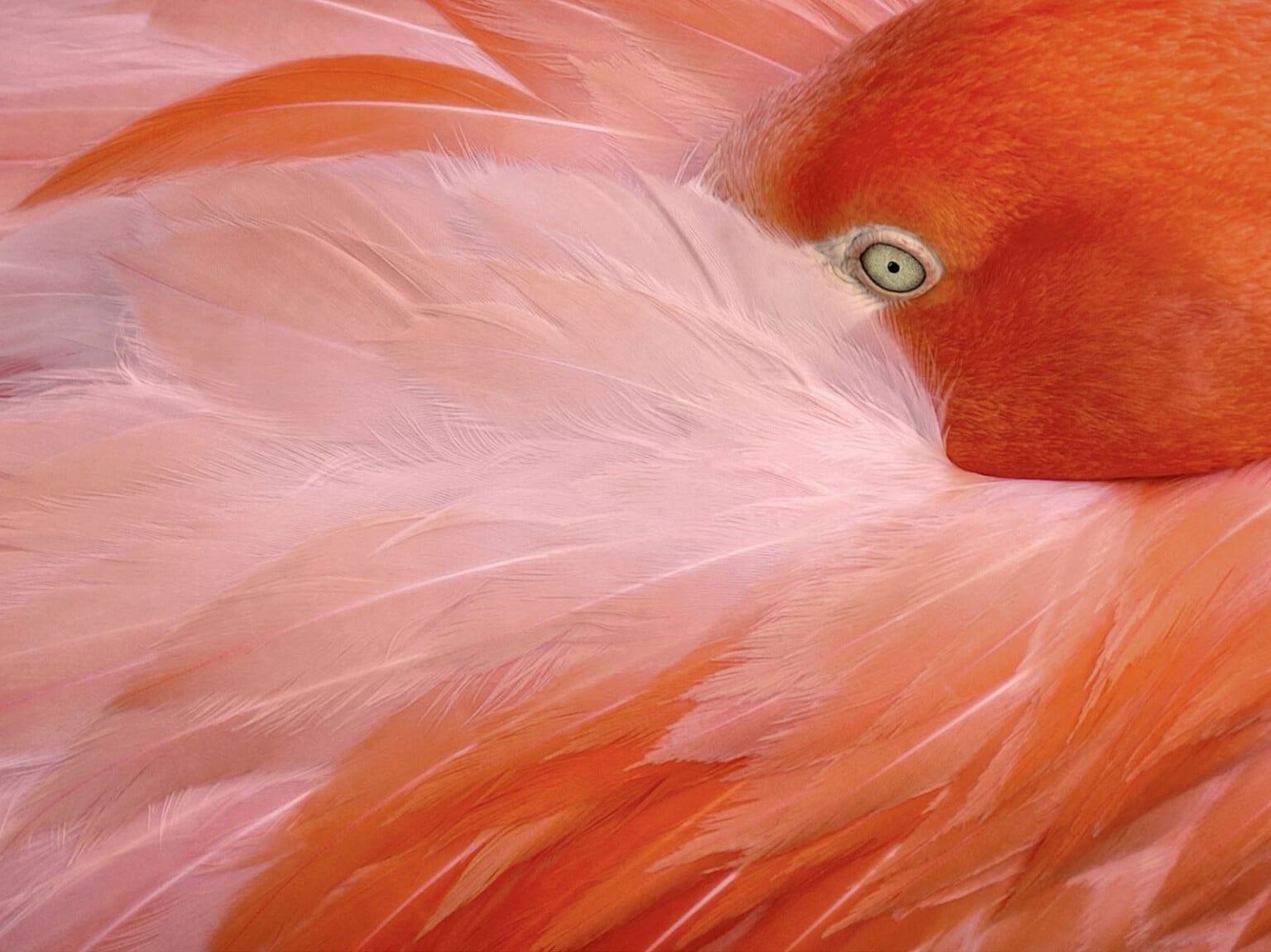 ReFocus Awards Color Photography Contest Showcases Chromatic Beauty ...