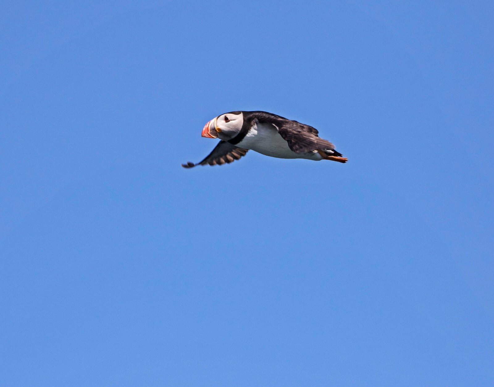 Photographer Uses Puffin Disguise to Blend In with Unsuspecting Birds ...
