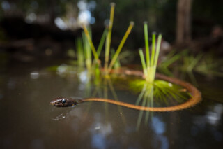 Robert Irwin: Continuing a Wildlife Conservation Legacy with a Camera ...