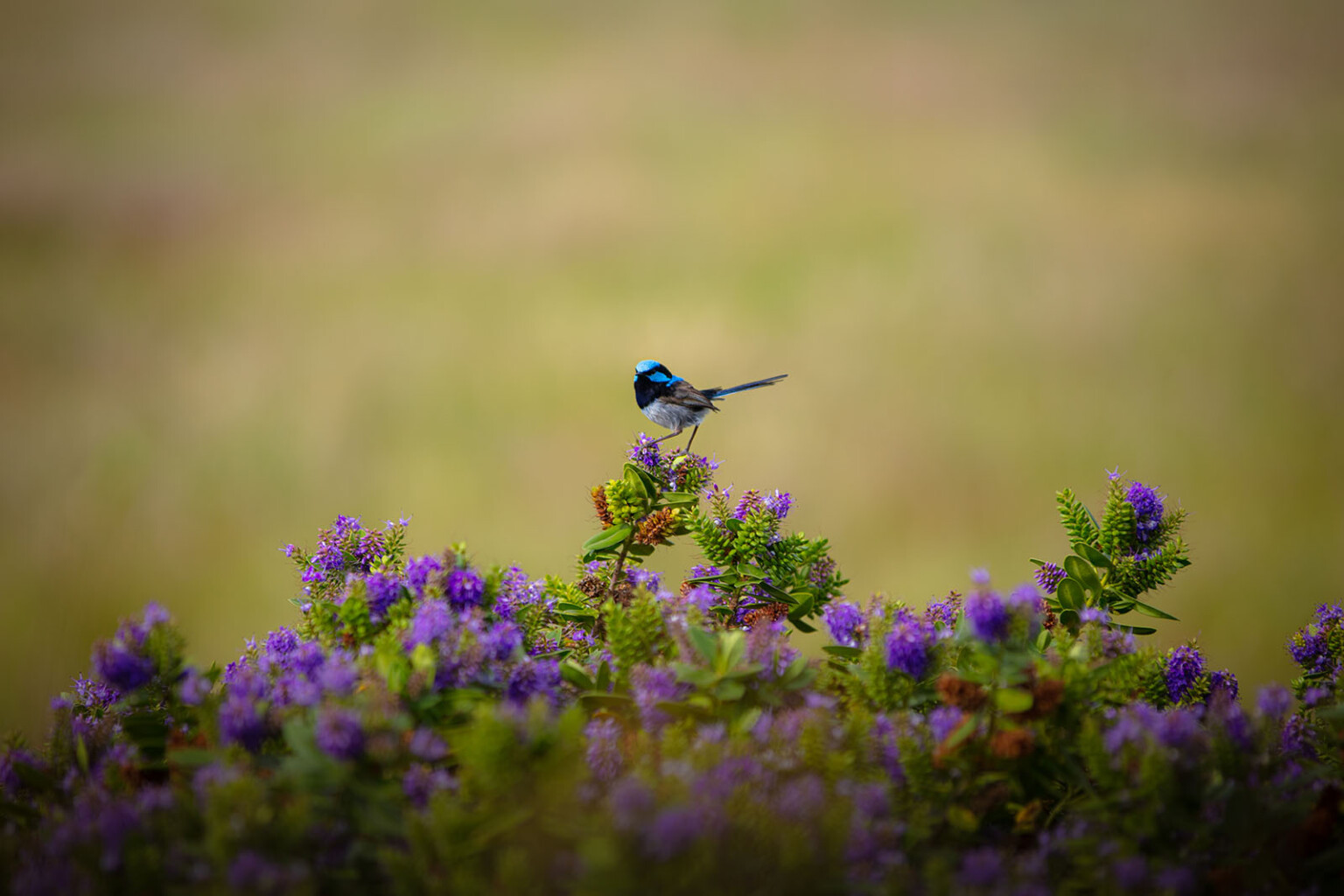 Robert Irwin: Continuing a Wildlife Conservation Legacy with a Camera ...