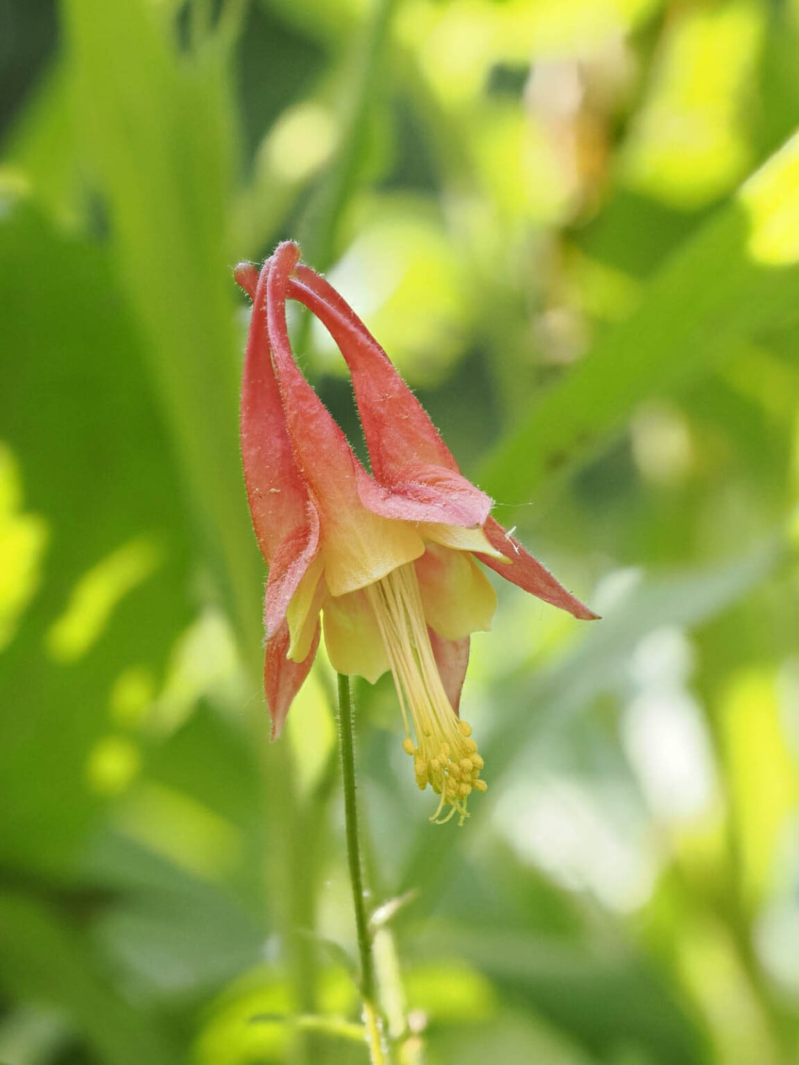 Apexel FL07 RGB LED Review: A Great Portable Light for the Field ...