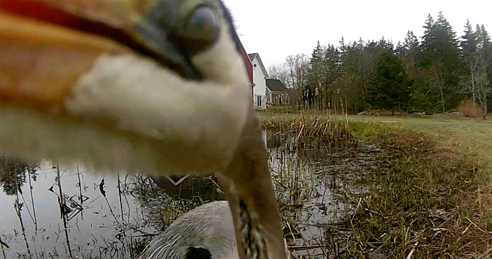 Heron Eats Frog and Then Viciously Attacks Trail Camera | PetaPixel