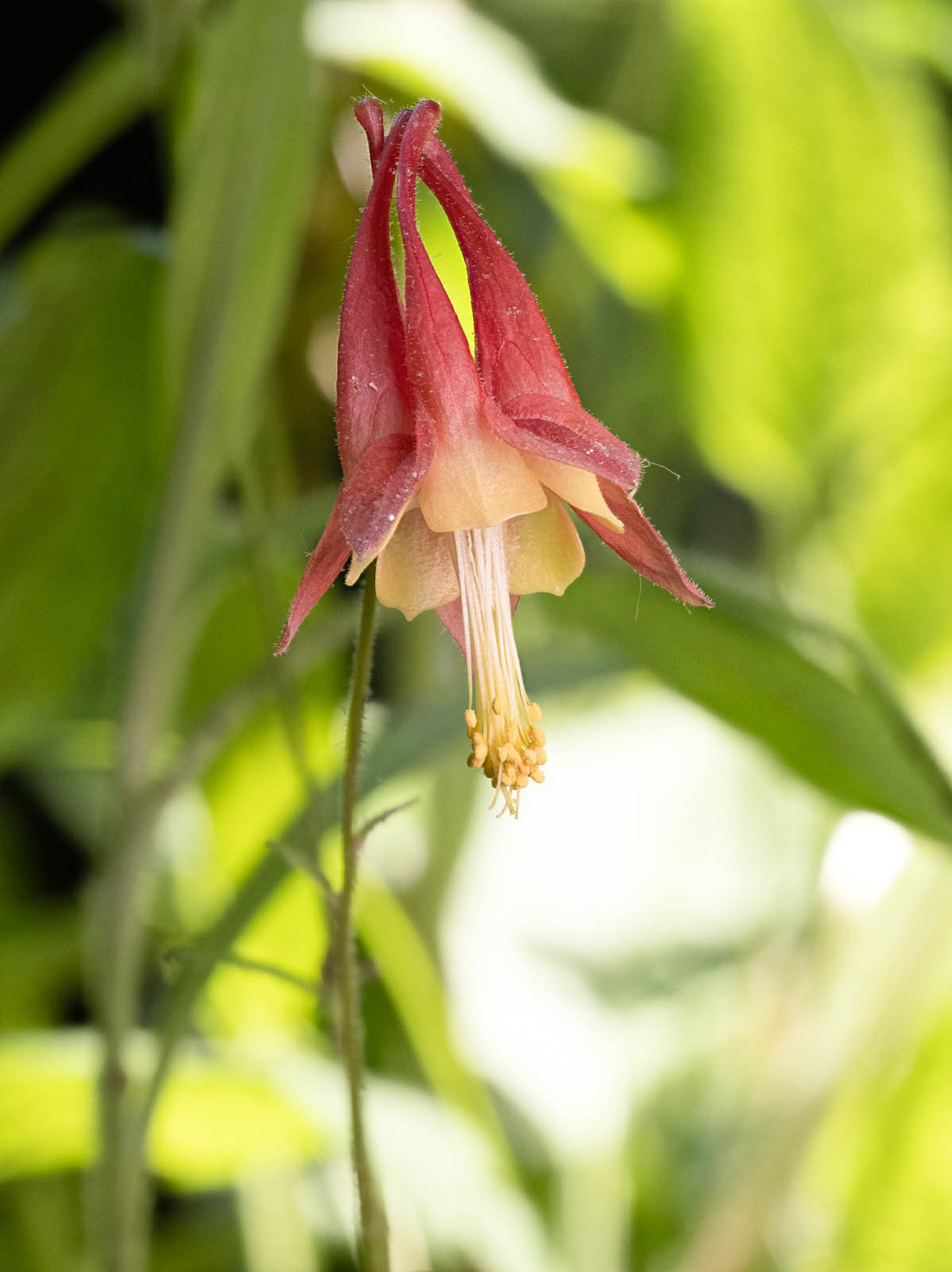 Apexel FL07 RGB LED Review: A Great Portable Light for the Field ...