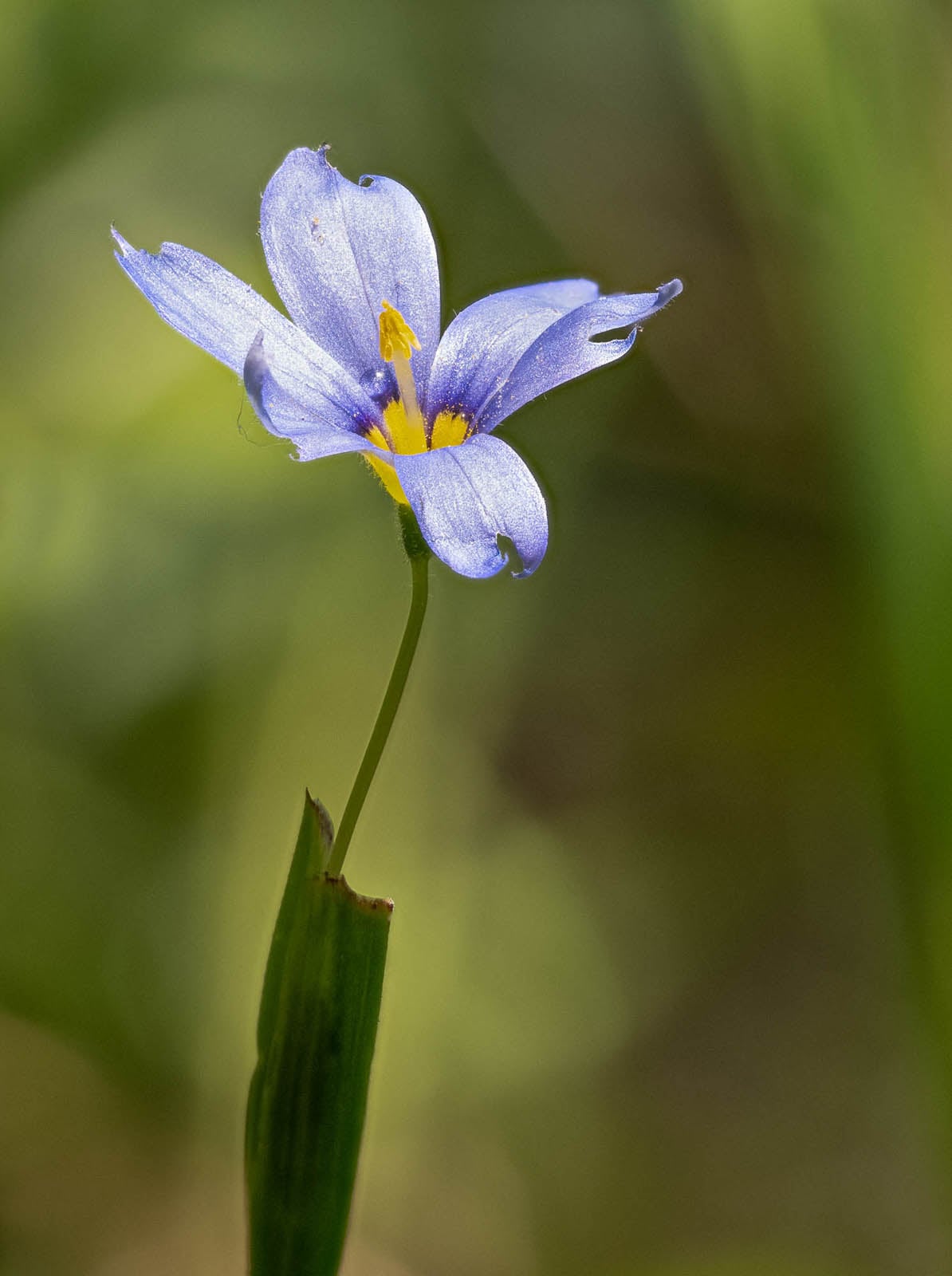 Apexel FL07 RGB LED Review: A Great Portable Light for the Field ...