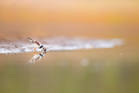 Robert Irwin: Continuing a Wildlife Conservation Legacy with a Camera ...