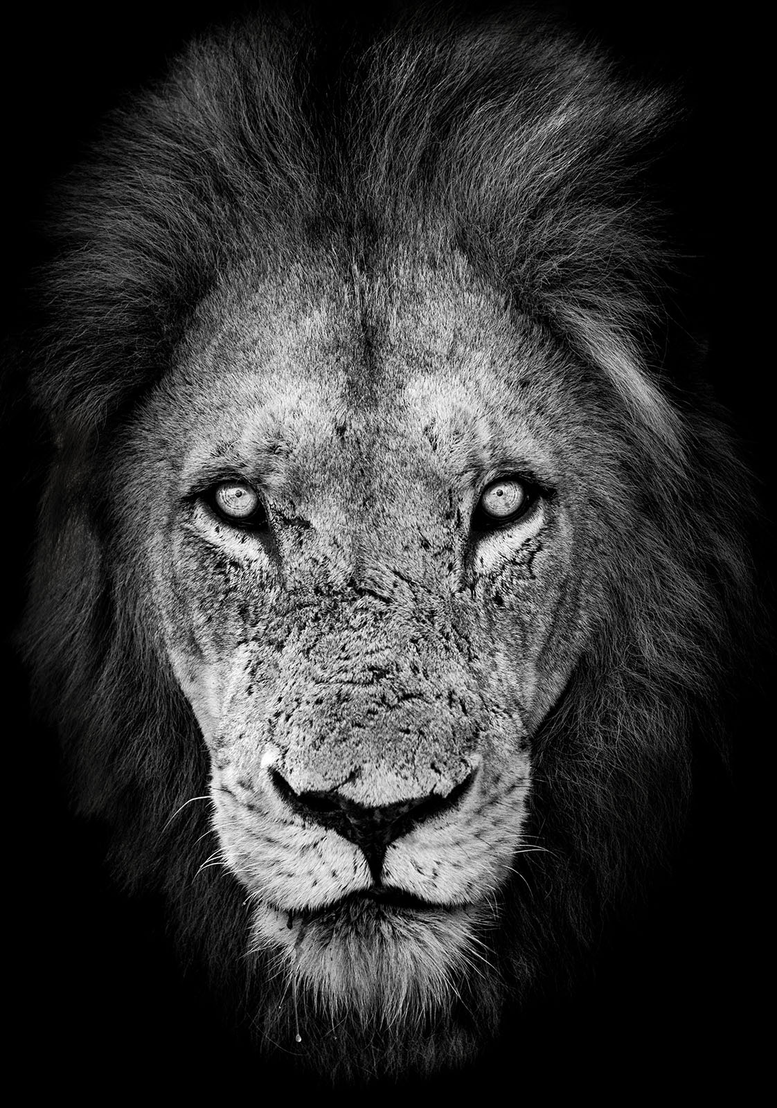 Robert Irwin: Continuing a Wildlife Conservation Legacy with a Camera ...