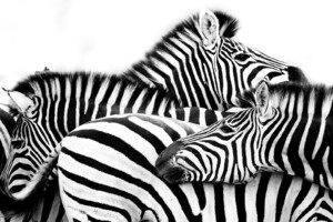 Robert Irwin: Continuing a Wildlife Conservation Legacy with a Camera ...