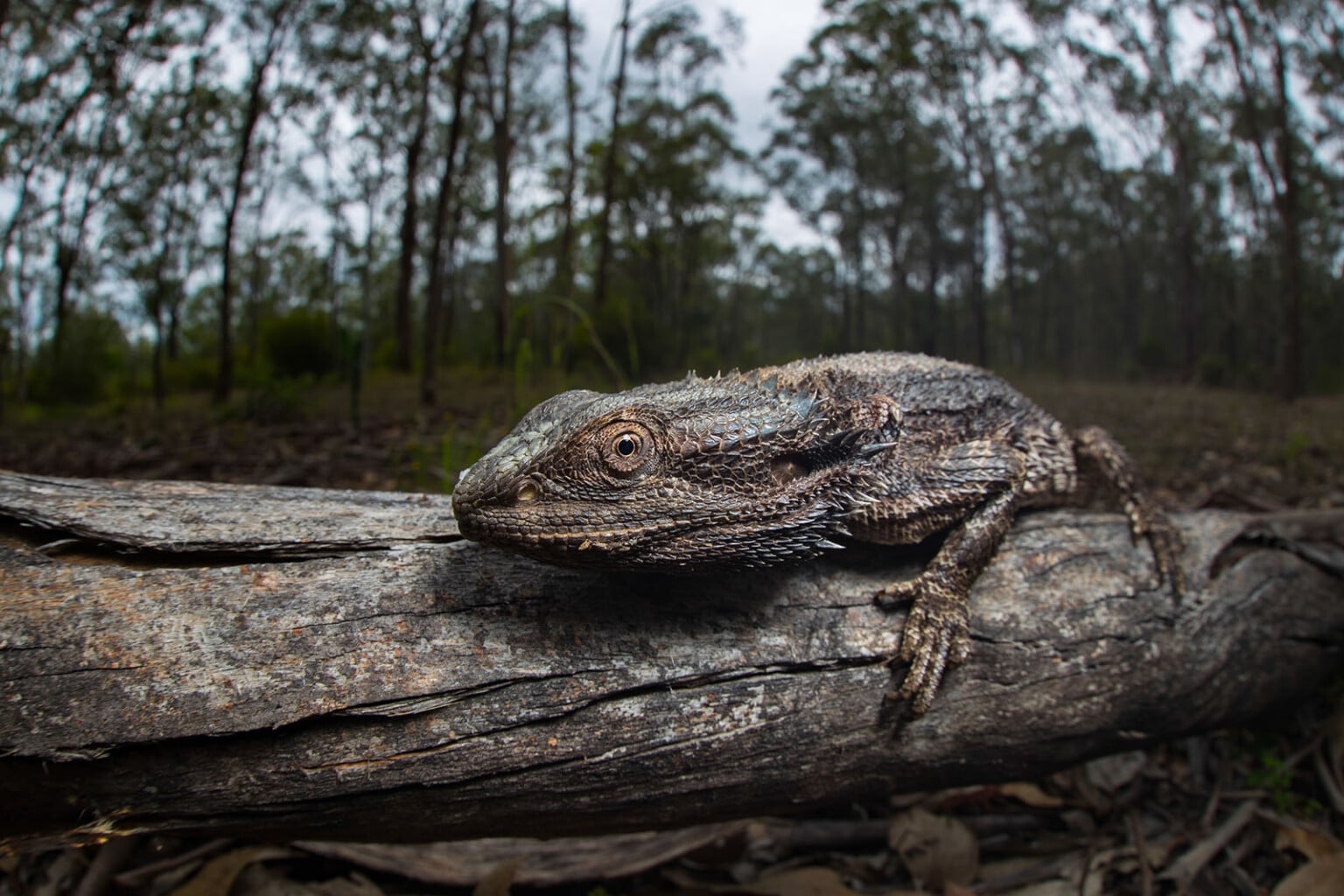 Robert Irwin: Continuing a Wildlife Conservation Legacy with a Camera ...