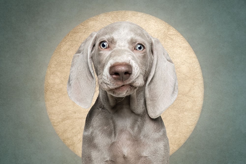 Pet Photographer Captures Expressive Dogs and One Guilty-Looking Cat ...