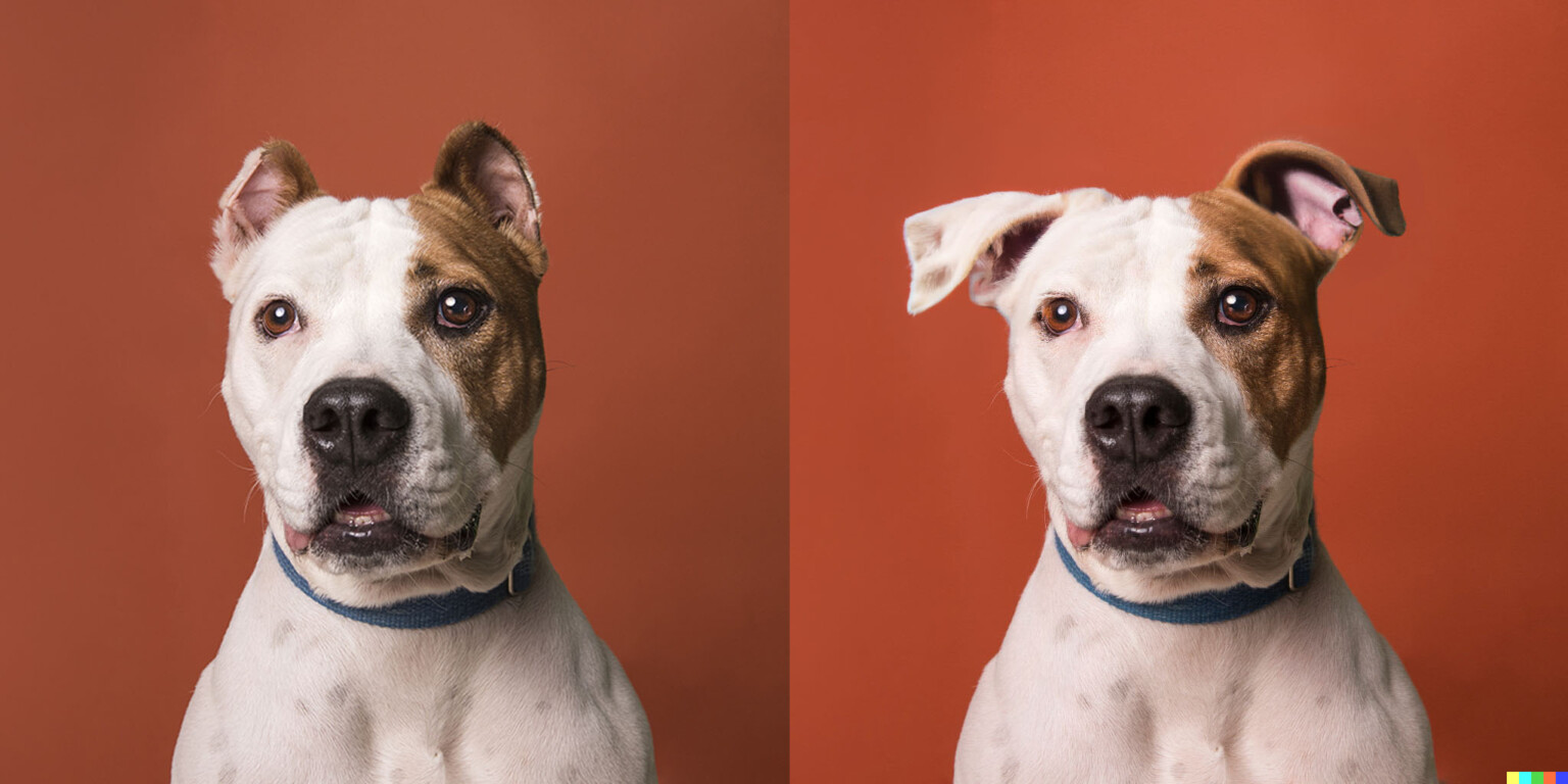 Photographer Gives Rescue Dogs Their Ears Back With the Help of AI ...