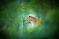 Robert Irwin: Continuing a Wildlife Conservation Legacy with a Camera ...