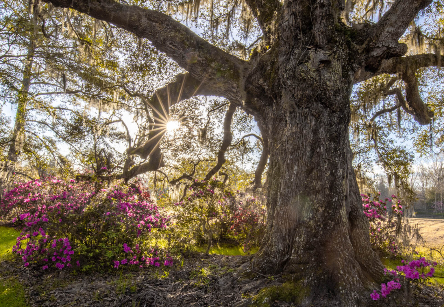 Lens Flare in Photography: A Complete Guide | PetaPixel