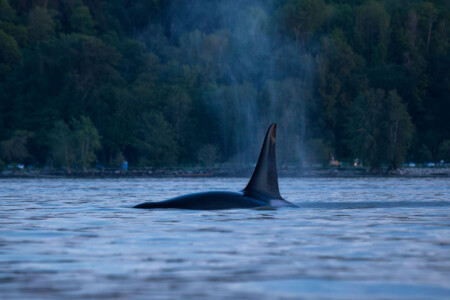 Kayaker's Scary Encounter With Orca Pod Leads to Dream Photos | PetaPixel