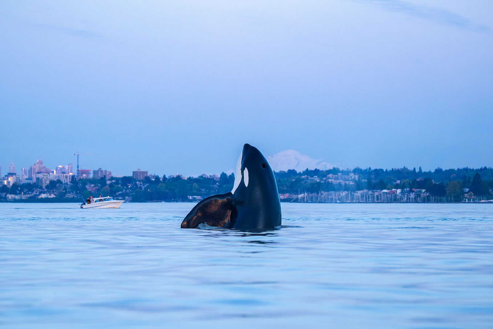 Kayaker's Scary Encounter With Orca Pod Leads to Dream Photos | PetaPixel