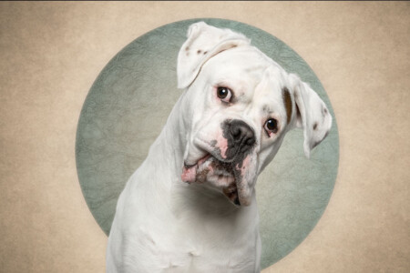 Pet Photographer Captures Expressive Dogs and One Guilty-Looking Cat ...