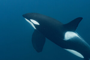 Photographer Free Dives With Orcas and Captures Incredible Photos ...