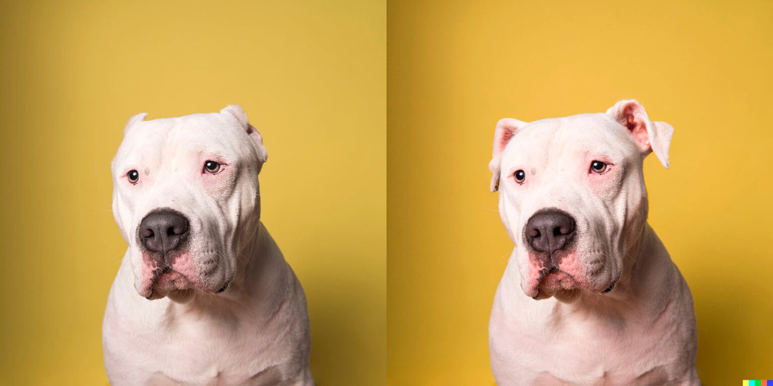 Photographer Gives Rescue Dogs Their Ears Back With the Help of AI ...