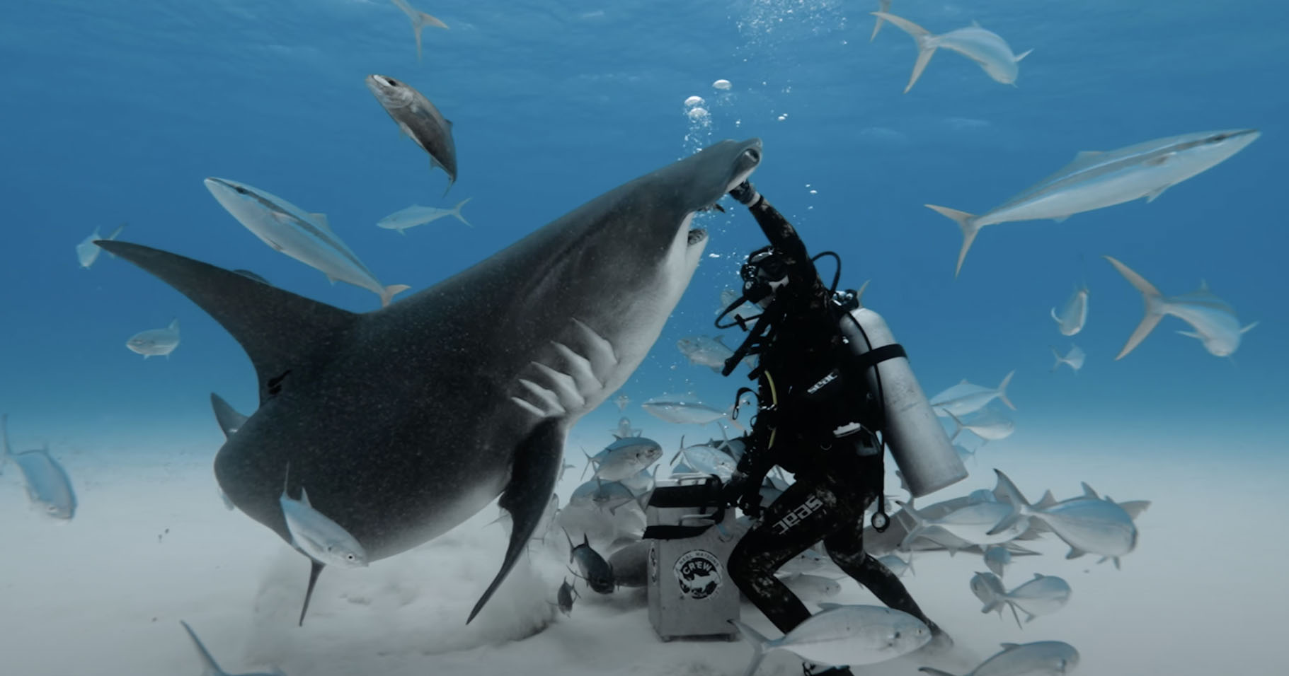 Go Inside the Mouth of a Giant Hammerhead Shark in Insane Footage | PetaPixel