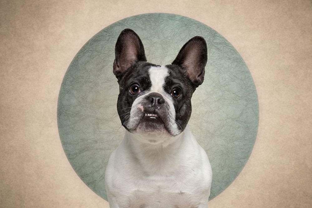 Pet Photographer Captures Expressive Dogs and One Guilty-Looking Cat ...