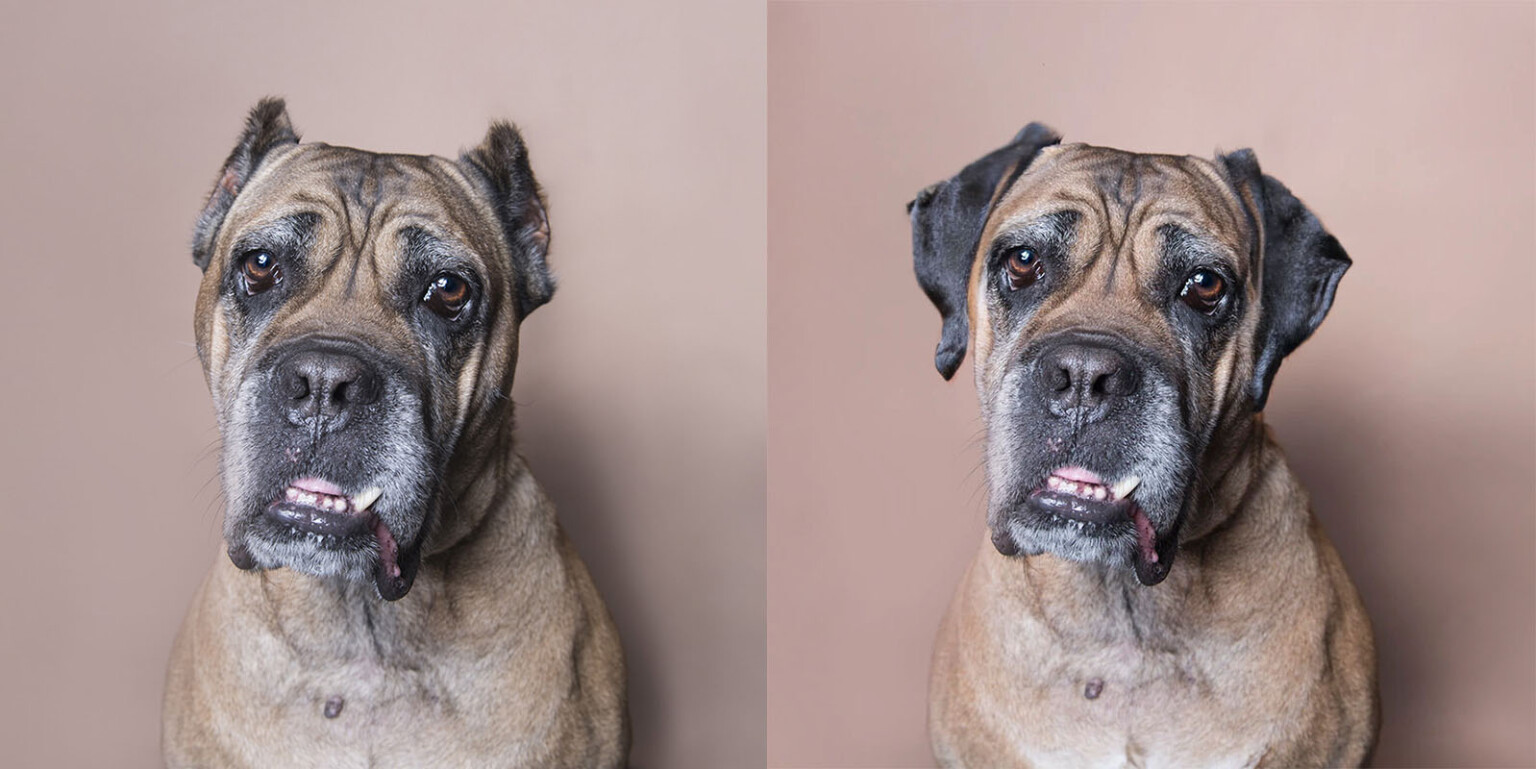 Photographer Gives Rescue Dogs Their Ears Back With the Help of AI ...