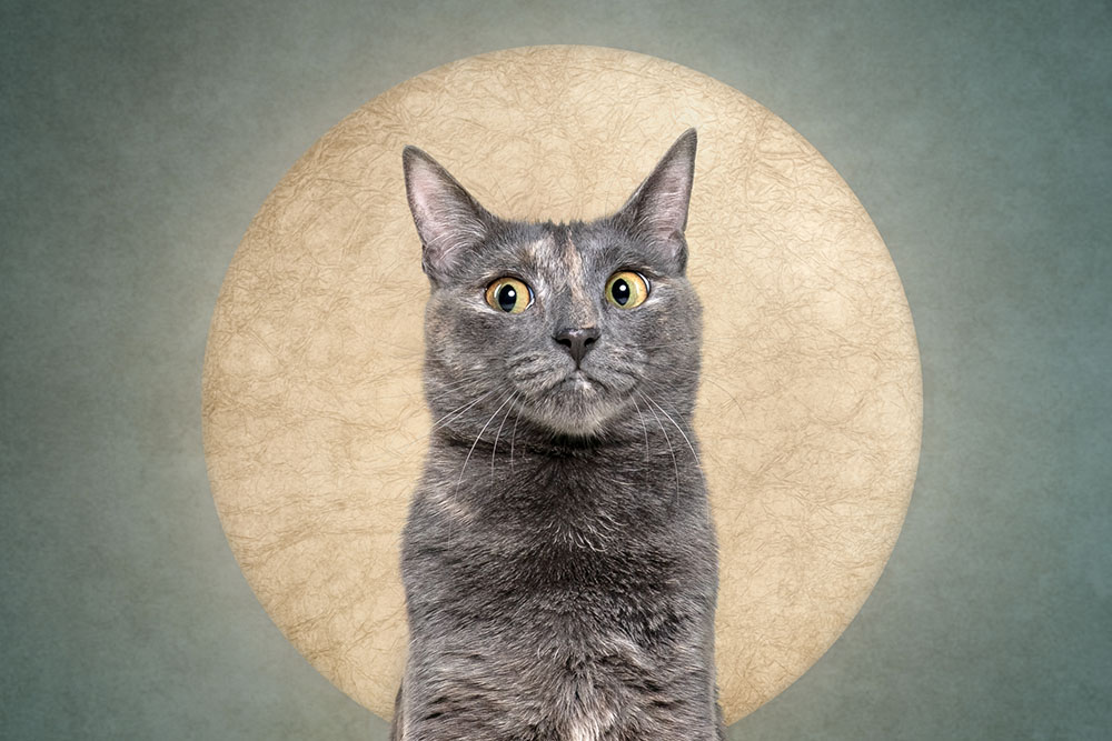 Pet Photographer Captures Expressive Dogs and One Guilty-Looking Cat ...