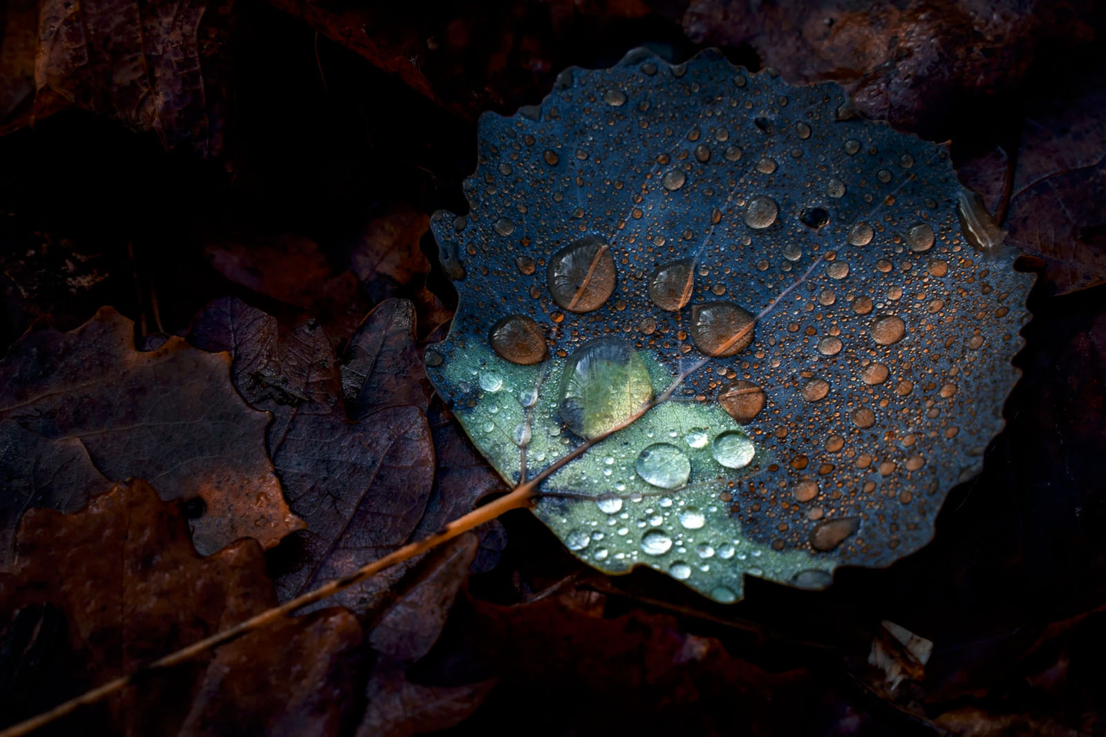 Botanical Studies Series Shows Beauty of 'Spiky, Round, and Edgy Things ...