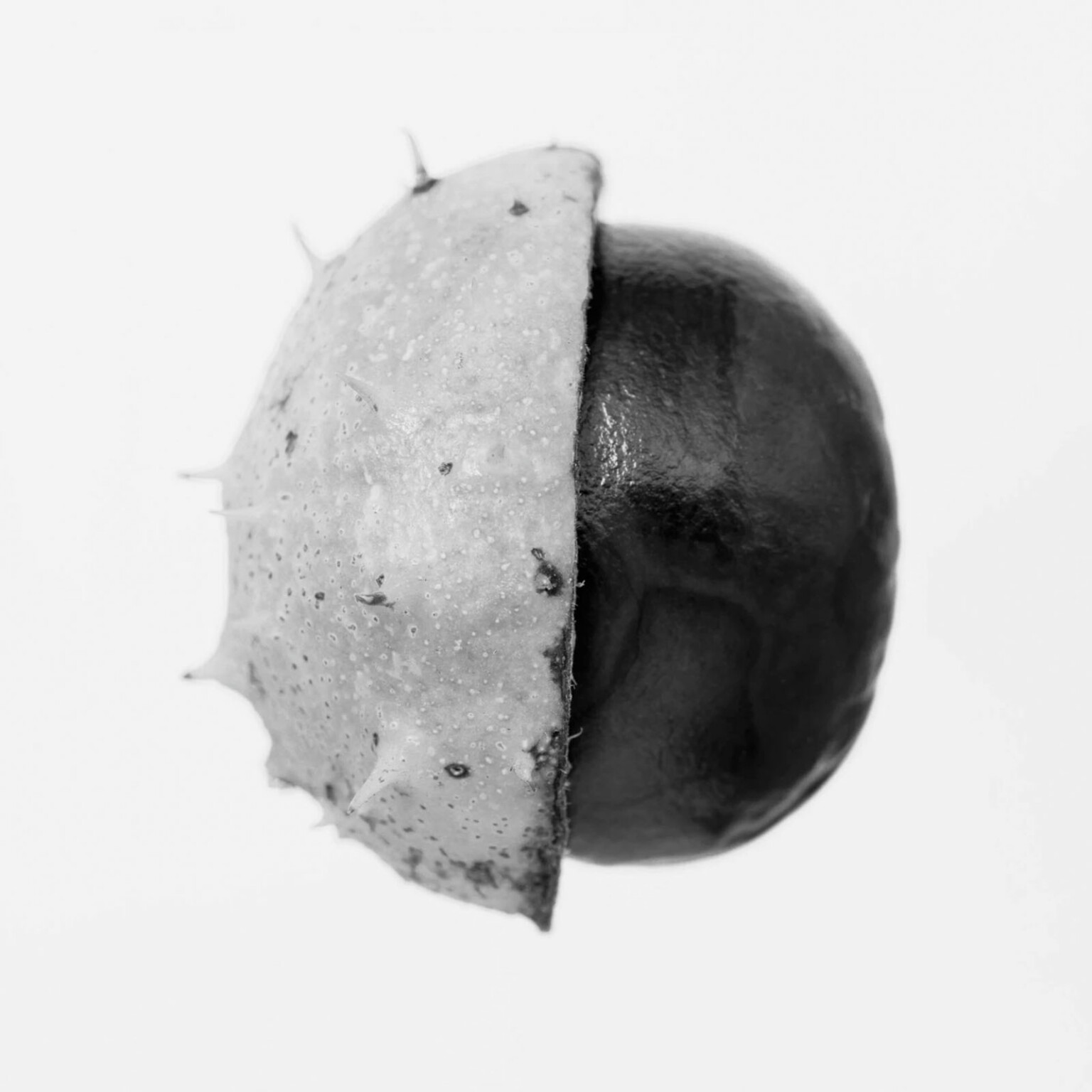 Botanical Studies Series Shows Beauty of 'Spiky, Round, and Edgy Things ...