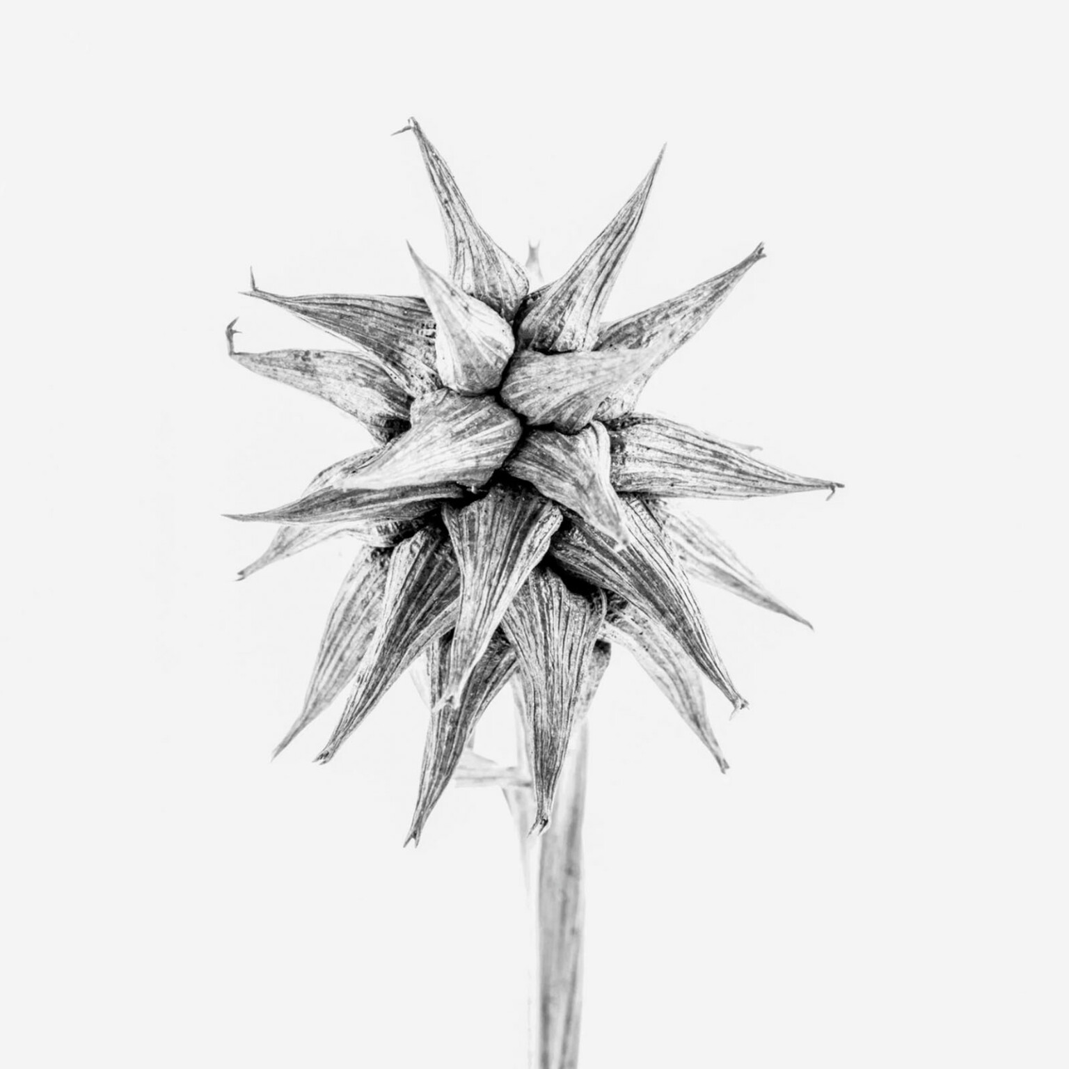 Botanical Studies Series Shows Beauty of 'Spiky, Round, and Edgy Things ...