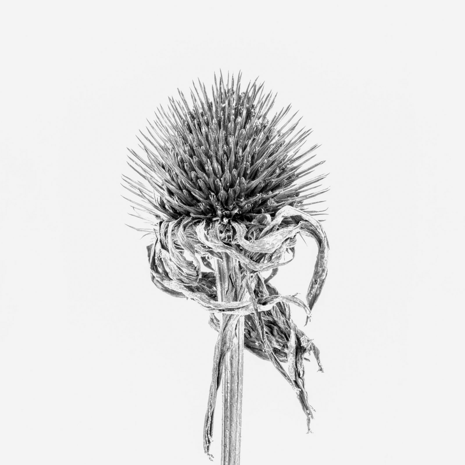 Botanical Studies Series Shows Beauty of 'Spiky, Round, and Edgy Things ...