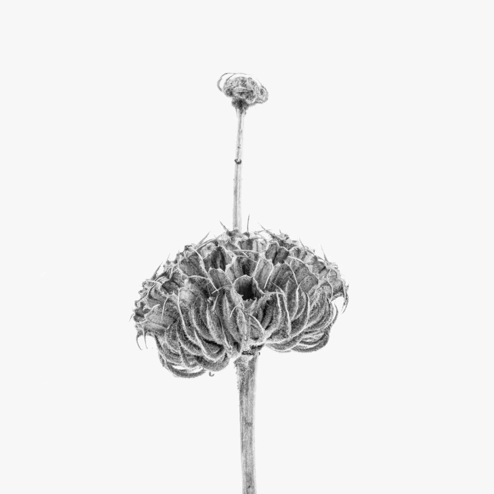 Botanical Studies Series Shows Beauty of 'Spiky, Round, and Edgy Things ...