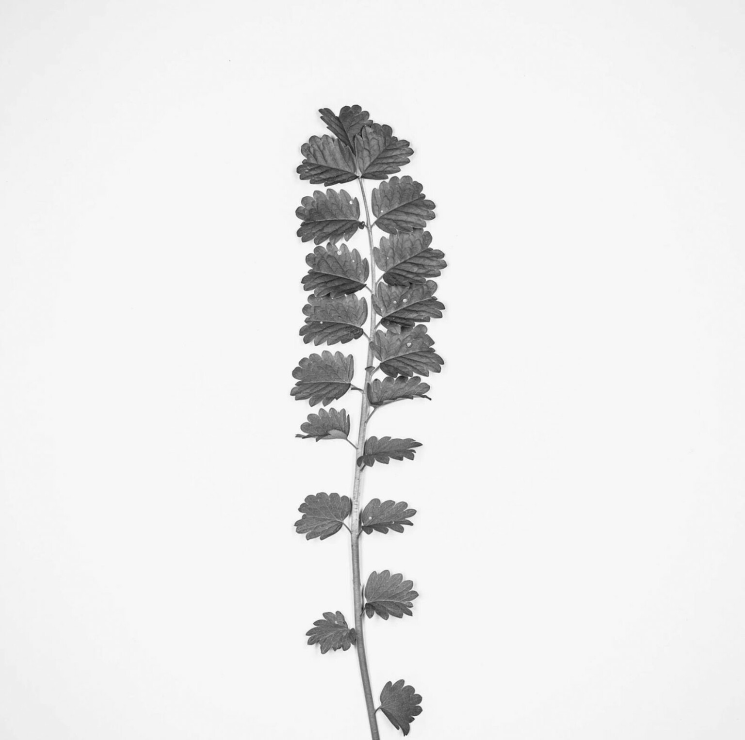 Botanical Studies Series Shows Beauty of 'Spiky, Round, and Edgy Things ...