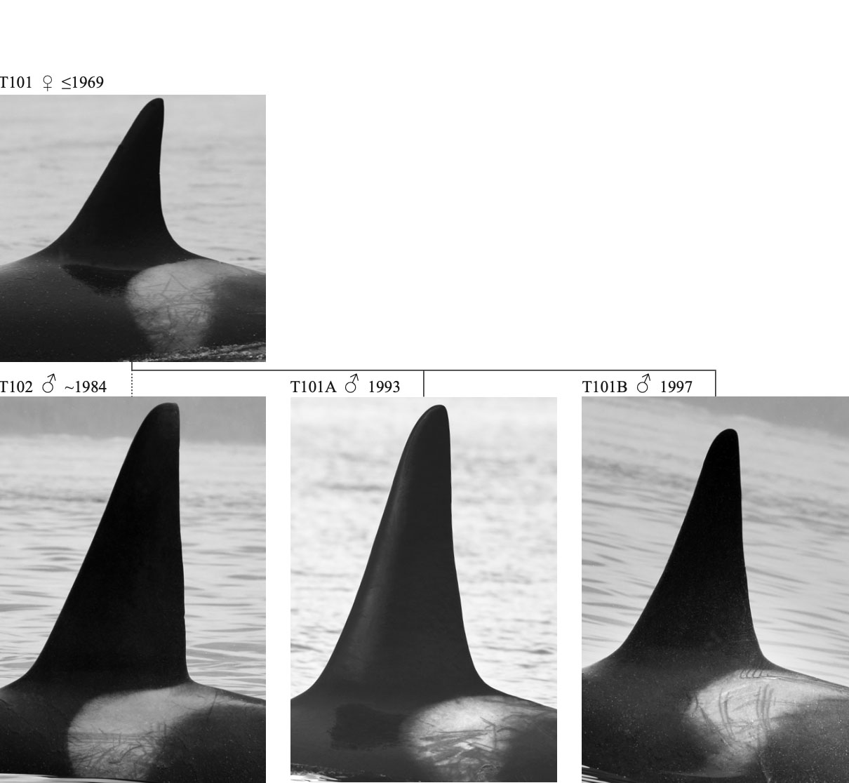 Kayaker’s Scary Encounter With Orca Pod Leads to Dream Photos | Beauty ...