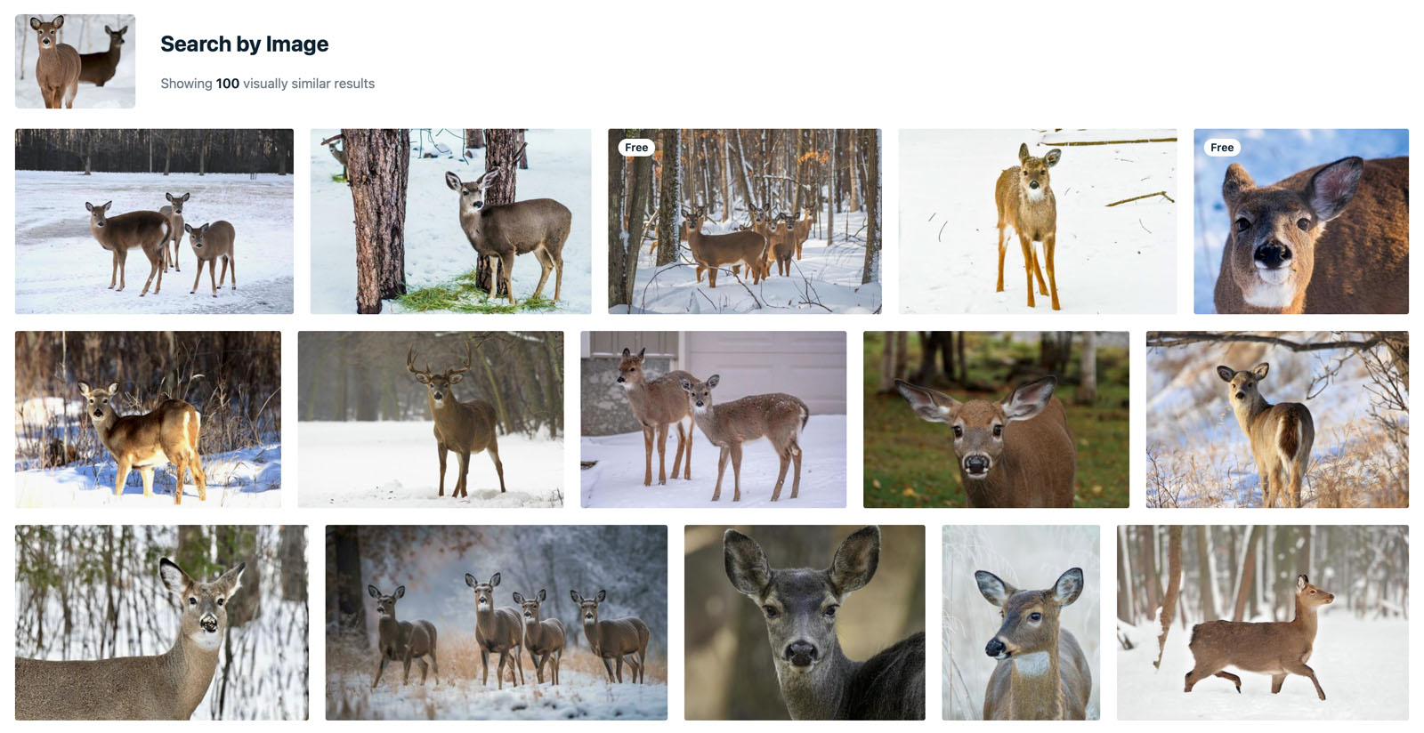 Vecteezy's AI-Powered Reverse Image Search Tool is Surprisingly ...